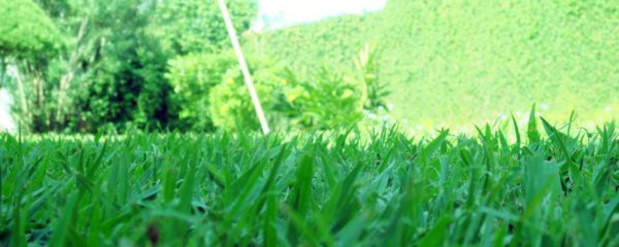 GRAMA BAHIANA – Vivero Flandes