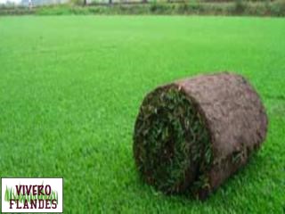 Vivero Flandes – VIVERO ESPECIALIZADO EN VENTA DE CÉSPED