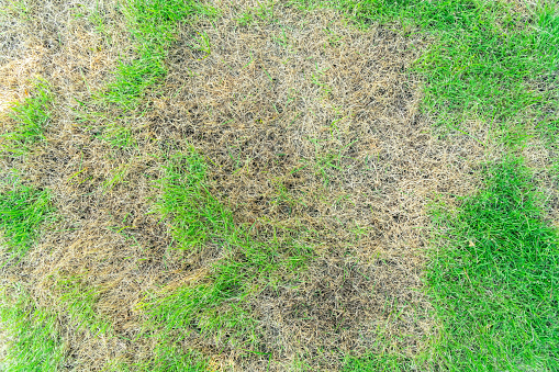 PORQUE SE SECA EL CESPED? – Vivero Flandes